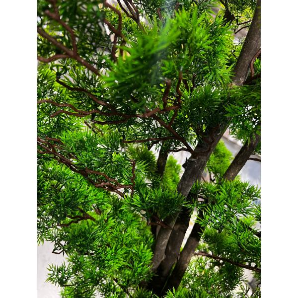 Bonsi Potted Tree - 170cm | The Base Warehouse